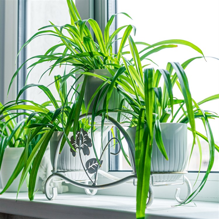 Кованая подставка на подоконник для трех цветов 41-007